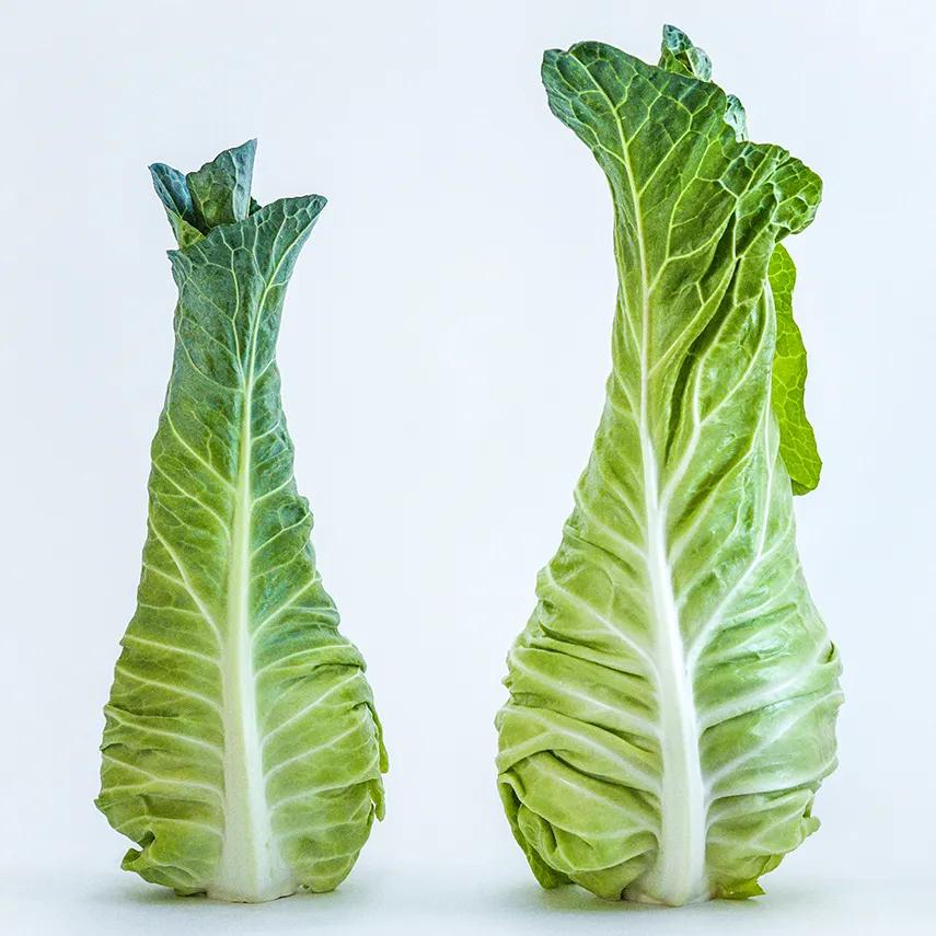 Photo of the entire plant of Cabbage (Brassica oleracea var. capitata ...