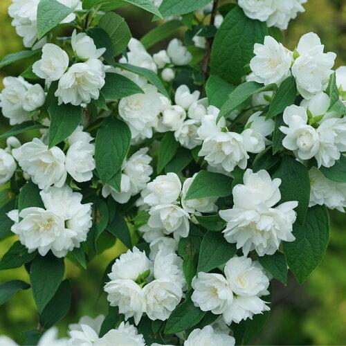 Photo of the bloom of Mock Orange (Philadelphus coronarius Illuminati Spice™) posted by Joy ...