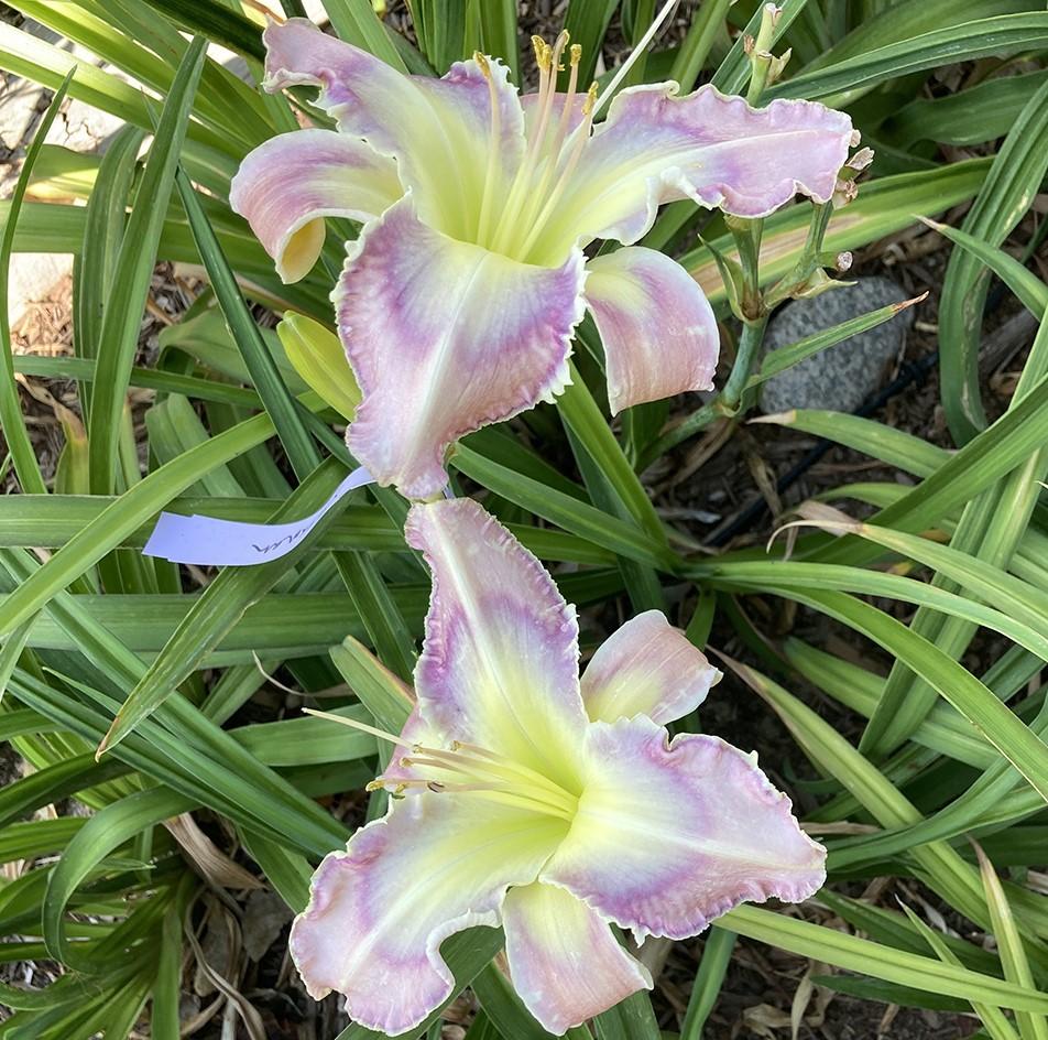 Photo of the entire plant of Daylily (Hemerocallis 'Mystic Blue ...