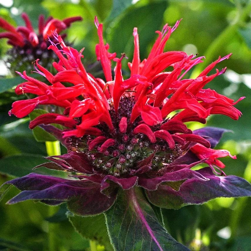 Bee Balm (Monarda didyma 'Panorama Red Shades') in the Bee Balms ...