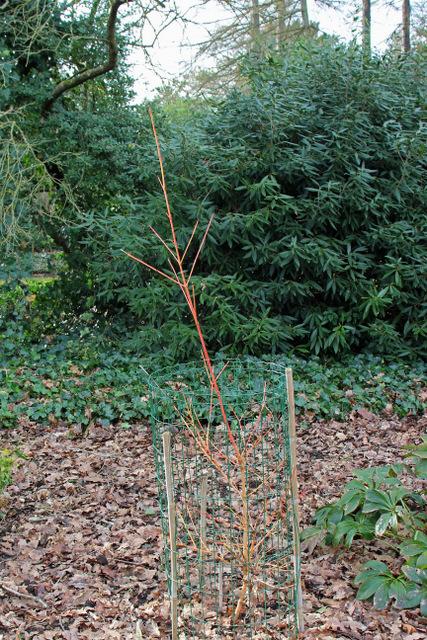 Photo of the entire plant of Redtwig Dogwood (Cornus sanguinea 'Magic ...