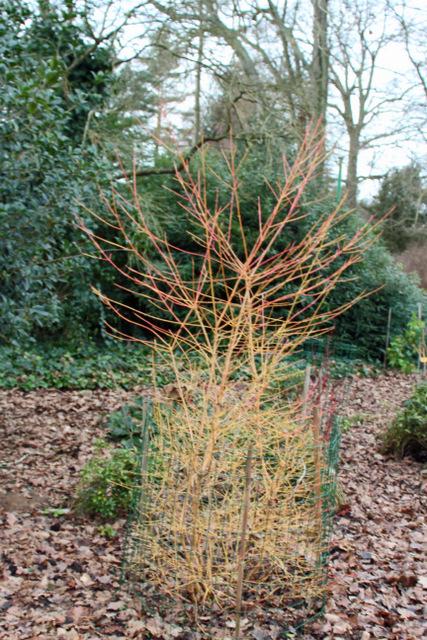 Photo of the entire plant of Bloodtwig Dogwood (Cornus sanguinea ...
