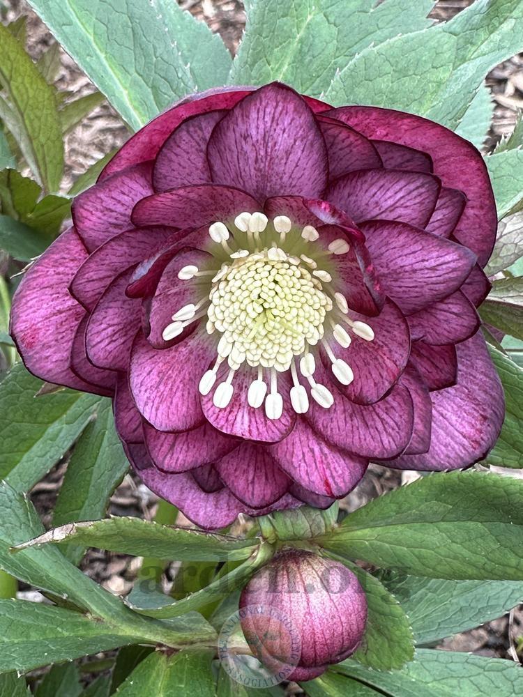 Photo of the bloom of Hellebore (Helleborus Winter Jewels™ Red Sapphire ...