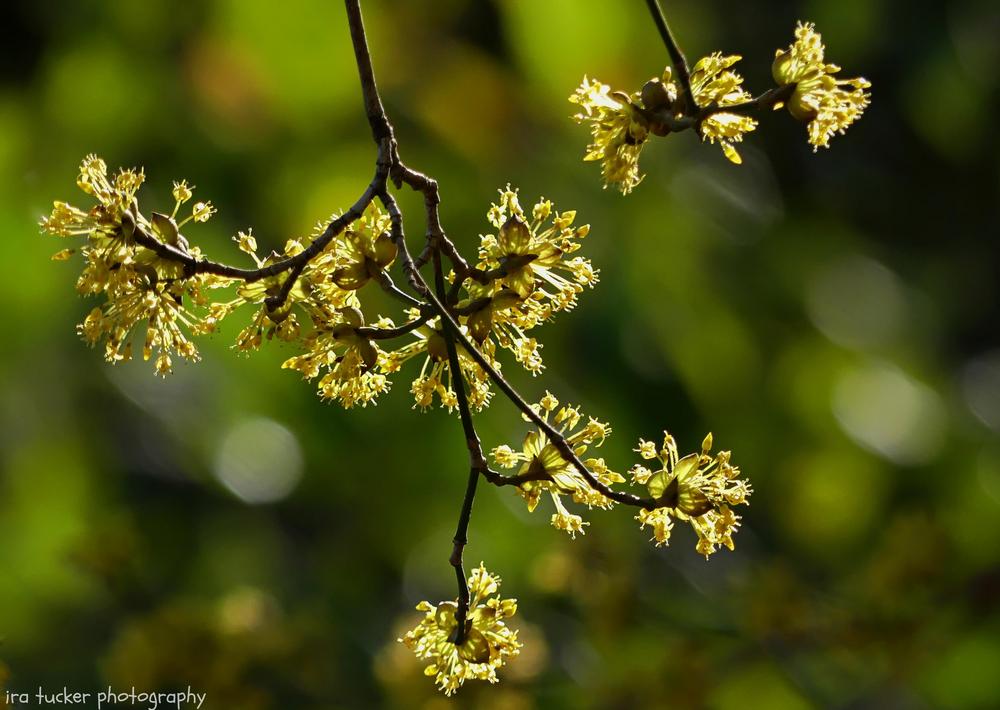 Photo of the bloom of Cornelian Cherry (Cornus officinalis 'Spring Glow ...