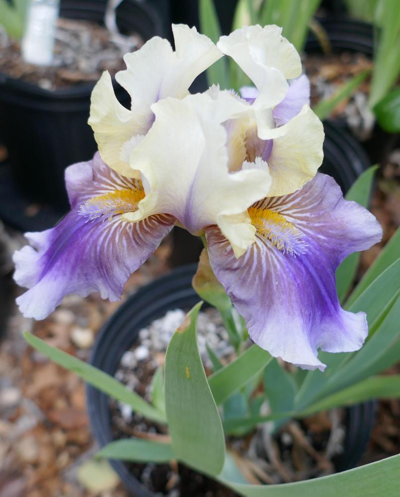 Photo of the bloom of Intermediate Bearded Iris (Iris 'Harmonious ...