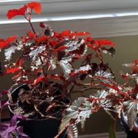 Photo of the entire plant of Begonia 'Arabian Sunset' posted by ardesia ...