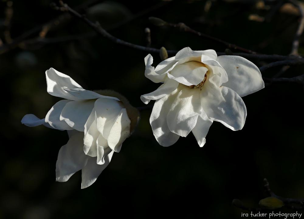 Photo of the bloom of Magnolia 'Scented Silver' posted by drirastucker ...