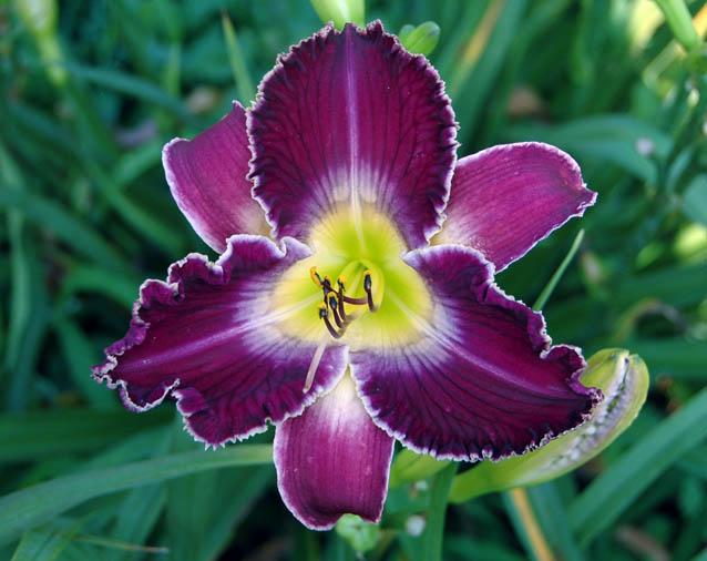 Daylily (Hemerocallis 'Steven Scott Derrow') in the Daylilies Database ...
