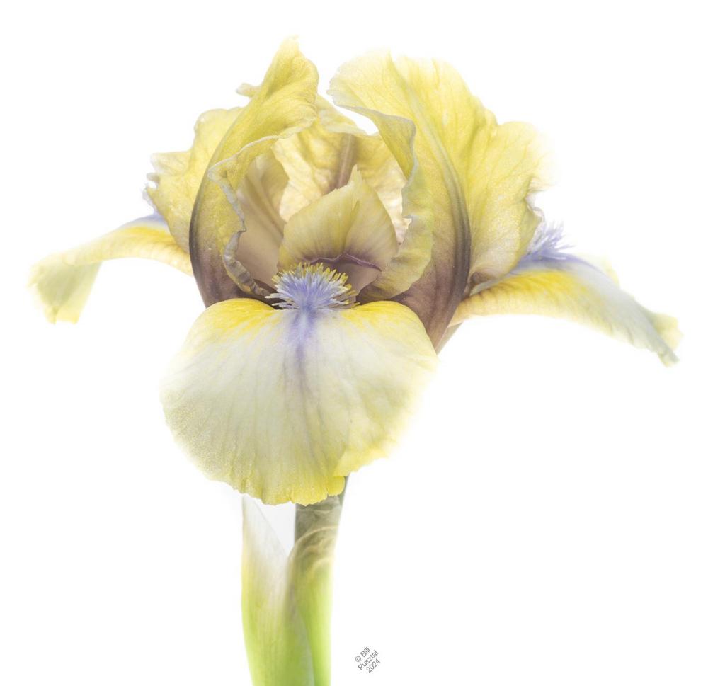 Photo of the bloom of Miniature Dwarf Bearded Iris (Iris 'Mighty Mouse ...