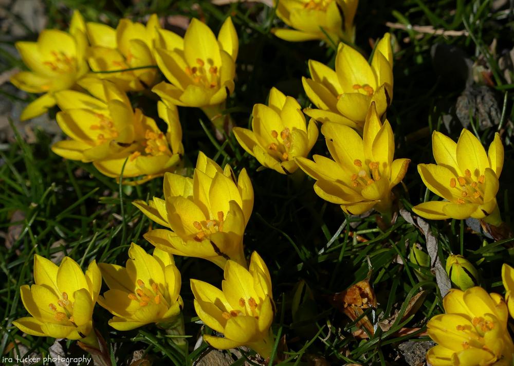 Photo of the bloom of False Yellow Crocus (Nothoscordum felipponei ...