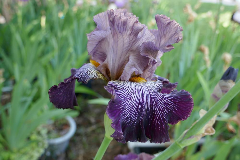Photo of the bloom of Tall Bearded Iris (Iris 'Javalanche') posted by jedichda - Garden.org
