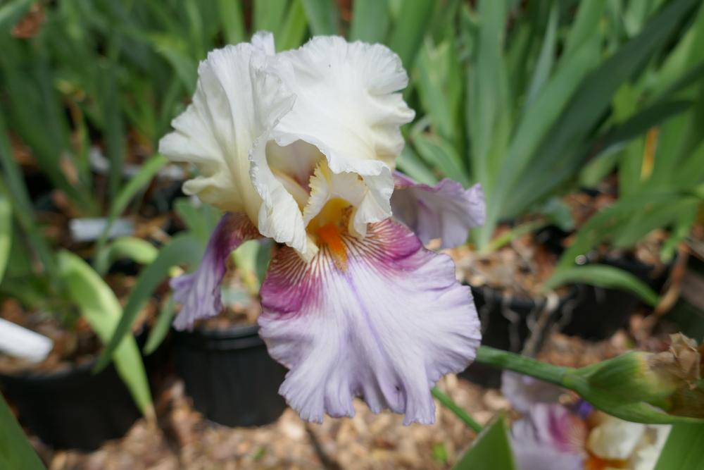 Photo of the bloom of Tall Bearded Iris (Iris 'It's My Party') posted ...
