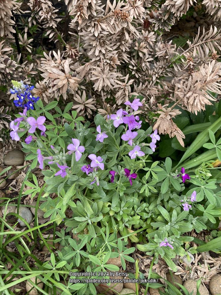 Photo of the entire plant of Night Scented Stock (Matthiola longipetala ...