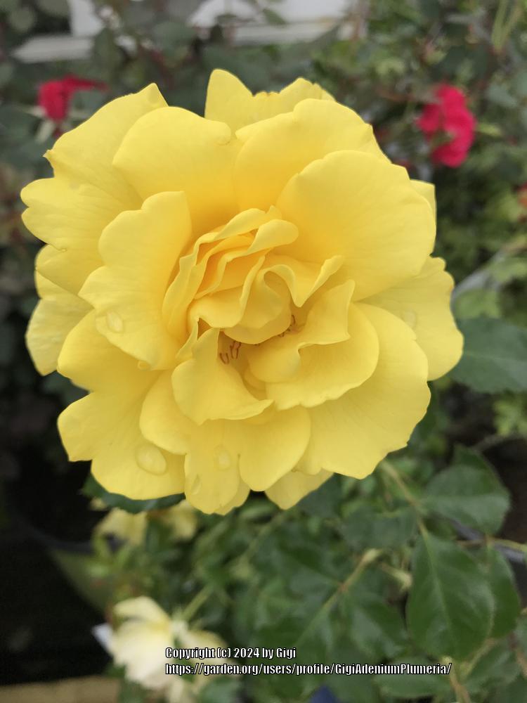 Rose (Rosa 'True Friendship') in the Roses Database - Garden.org