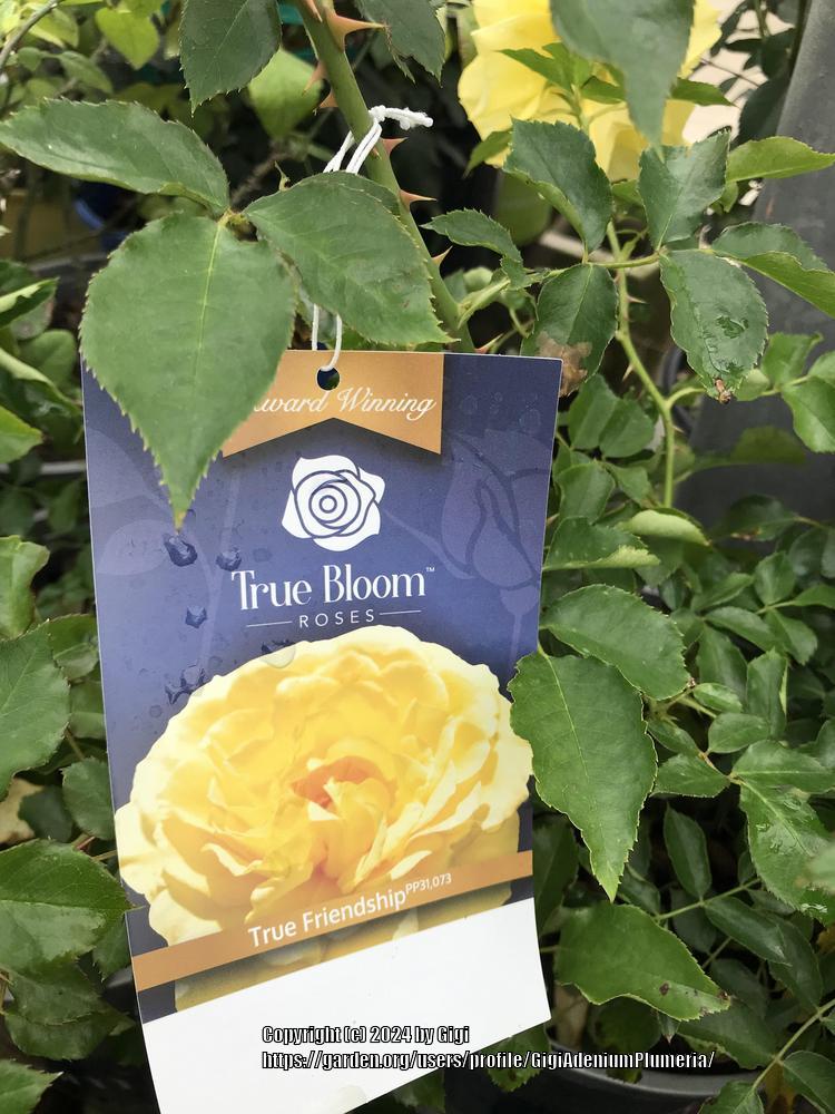 Tag in Photo of Rose (Rosa 'True Friendship') - Garden.org