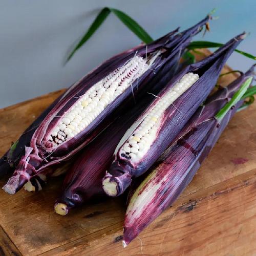 Corn (Zea 'Martian Jewels') in the Corn Database - Garden.org