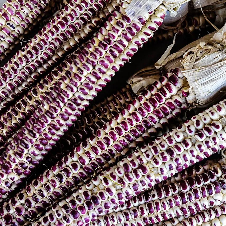 Corn (Zea 'Montana Red Eagle') in the Corn Database - Garden.org