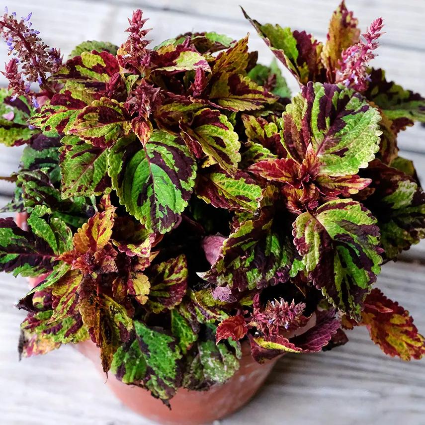 Photo of the entire plant of Coleus (Coleus scutellarioides 'Folia ...