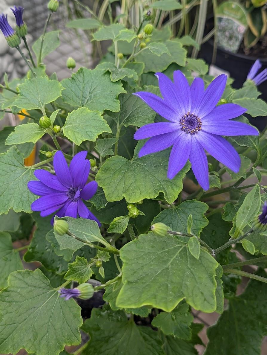 Photo of the entire plant of Florist's Cineraria (Pericallis hybrida ...