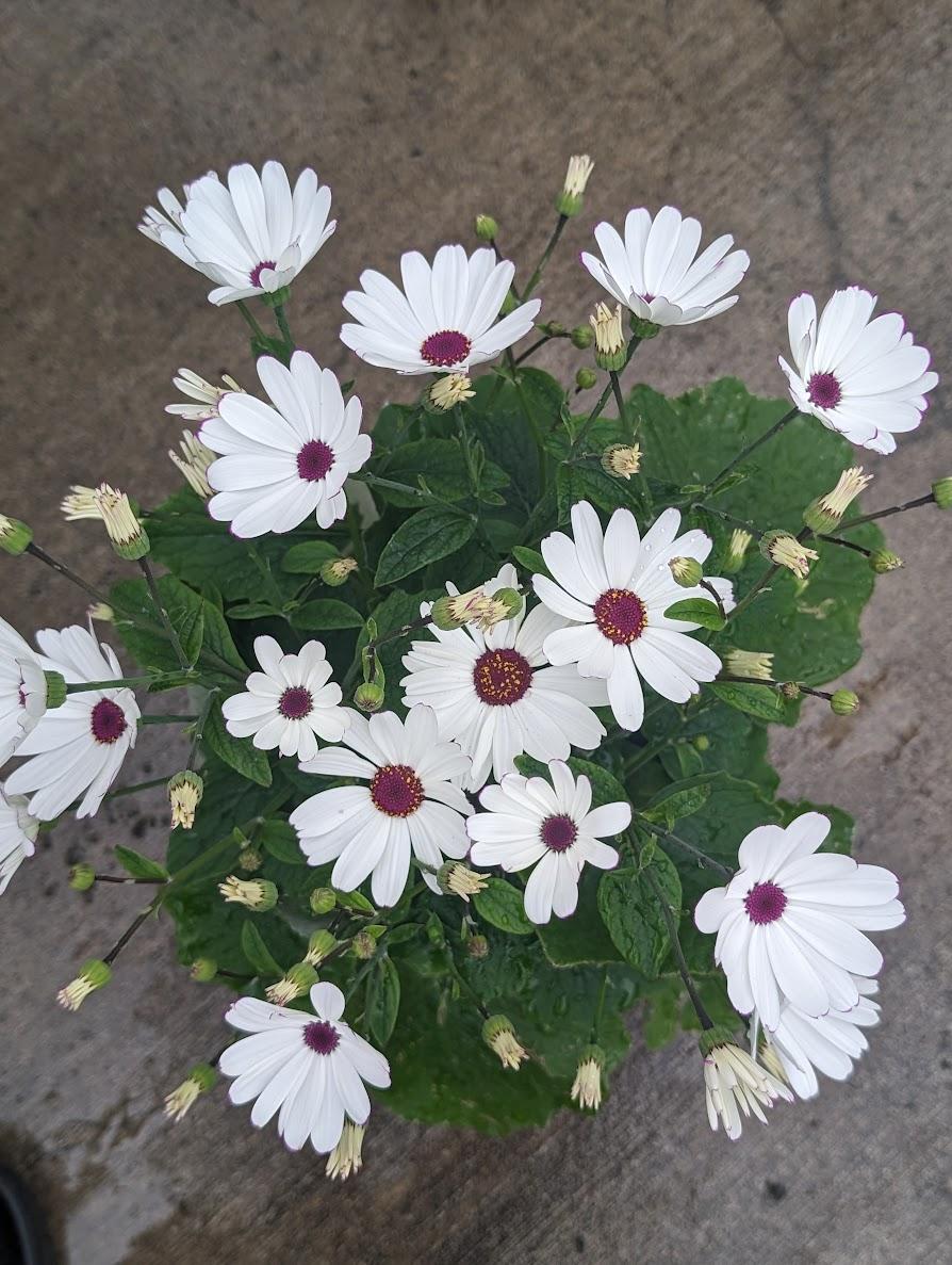 Photo of the entire plant of Florist's Cineraria (Pericallis hybrida ...