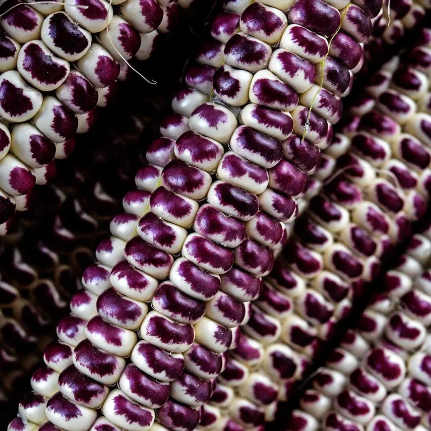 Photo of the seeds of Corn (Zea 'Montana Red Eagle') posted by Joy ...
