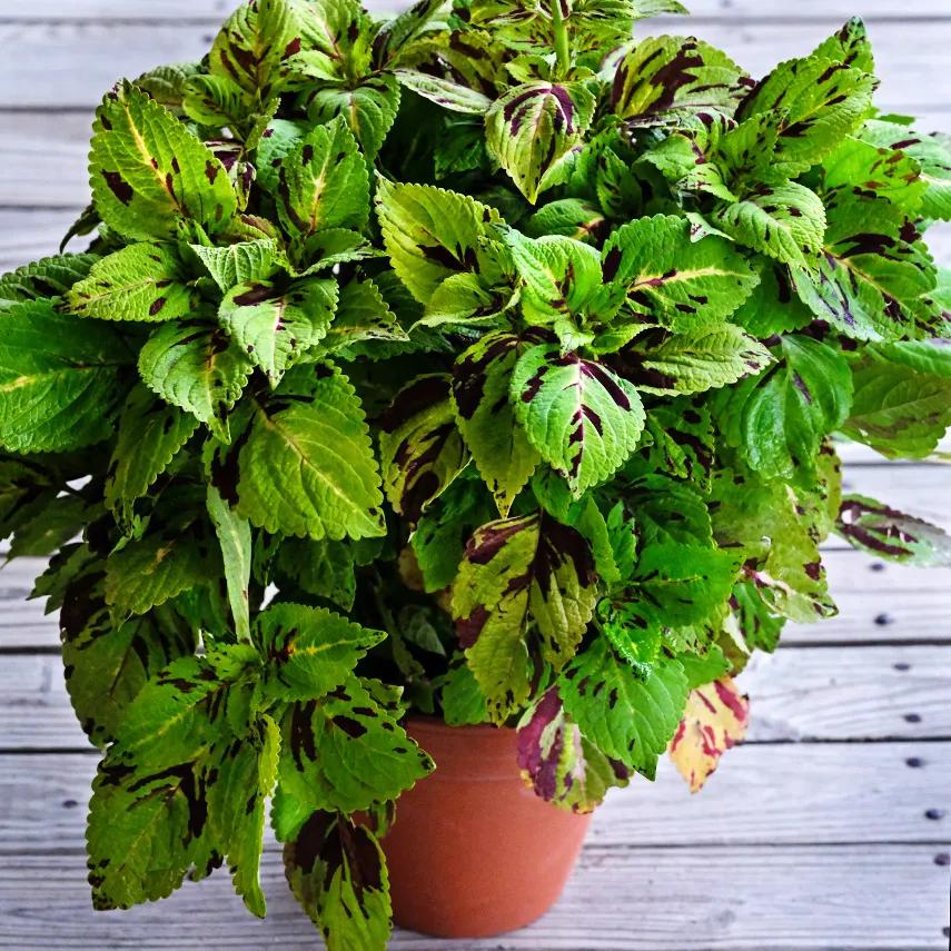 Photo of the entire plant of Coleus (Coleus scutellarioides 'Folia ...