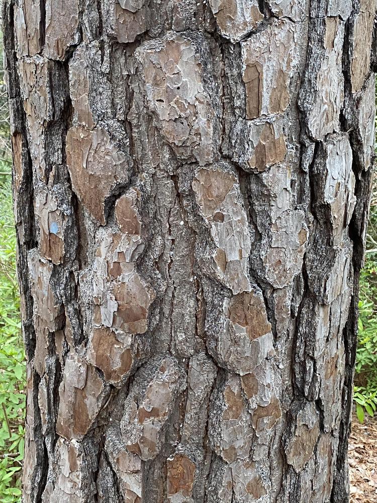 Photo of the stem, scape, stalk or bark of Loblolly Pine (Pinus taeda ...