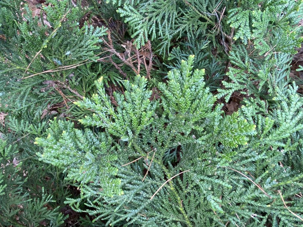 Photo of the leaves of Hiba Arborvitae (Thujopsis dolabrata var. hondae ...