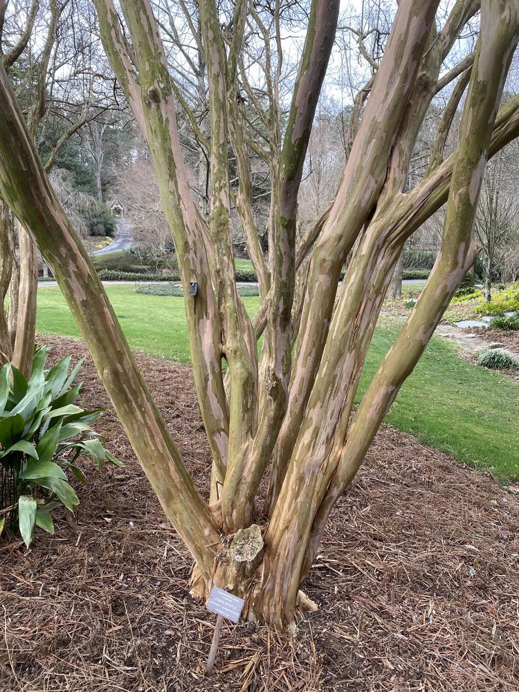 Photo of the stem, scape, stalk or bark of Crape Myrtle (Lagerstroemia ...