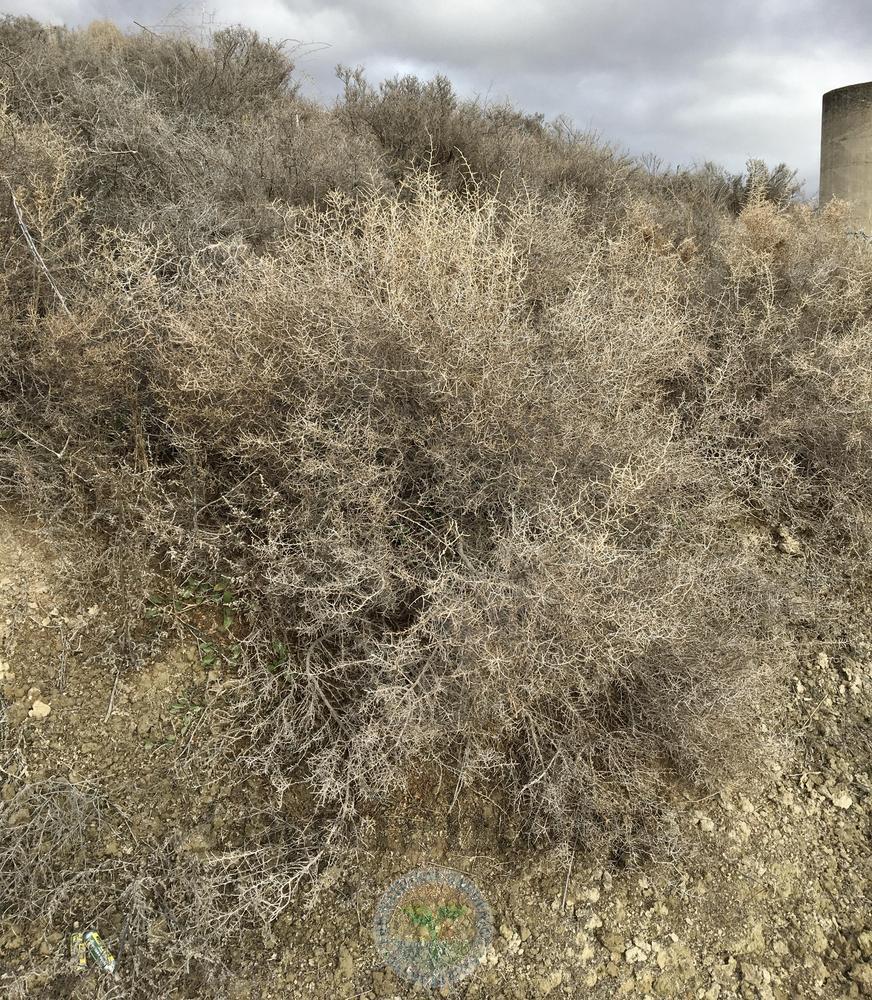 Black Greasewood (Sarcobatus vermiculatus) - Garden.org