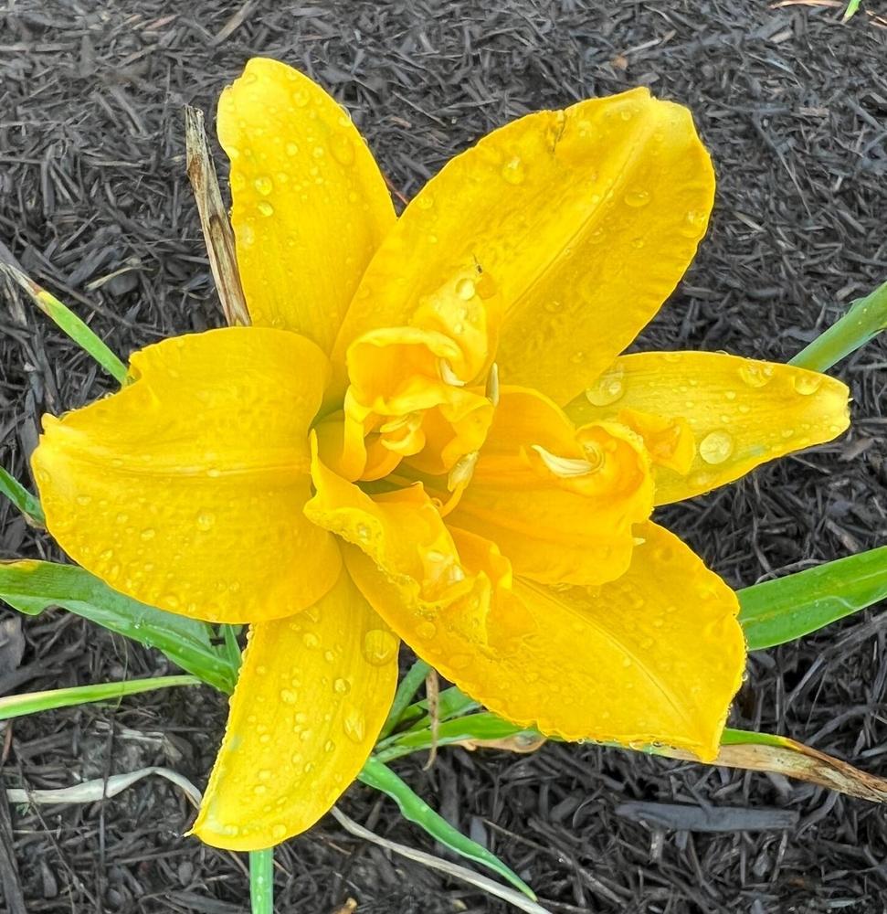 Photo of the bloom of Daylily (Hemerocallis 'Double Daffodil') posted ...