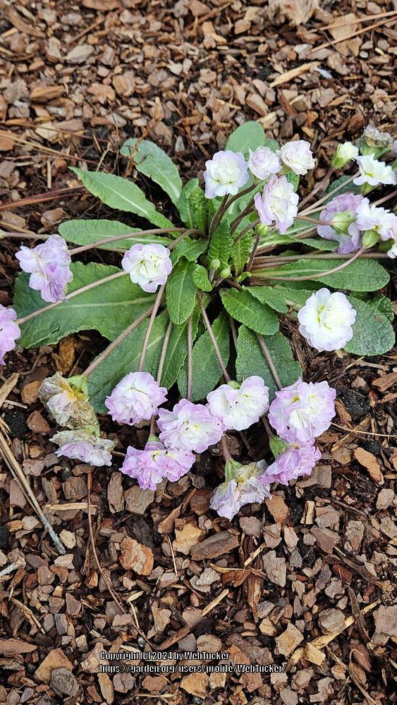 Photo of the entire plant of English Primrose (Primula vulgaris ...