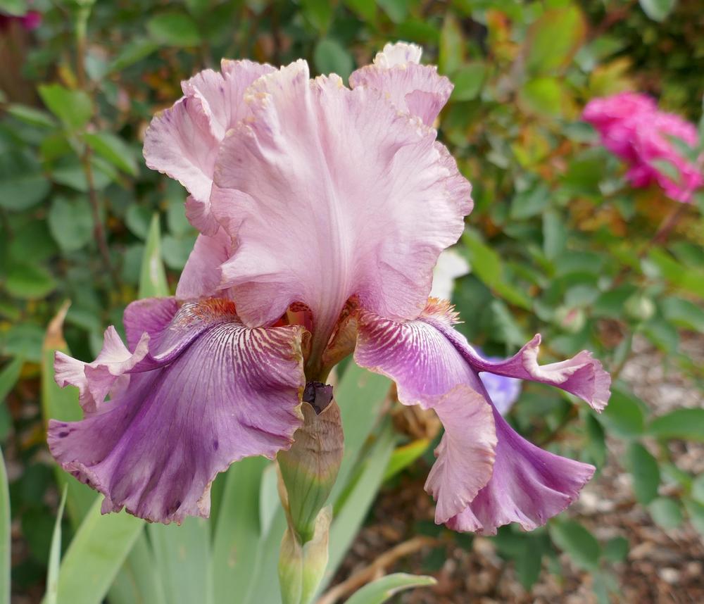 Photo of the bloom of Tall Bearded Iris (Iris 'Litany of Magic') posted ...