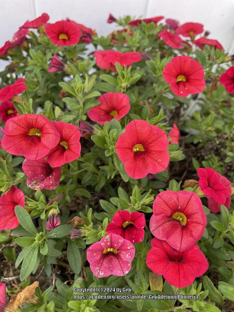 Photo of the bloom of Calibrachoas (Calibrachoa) posted by ...