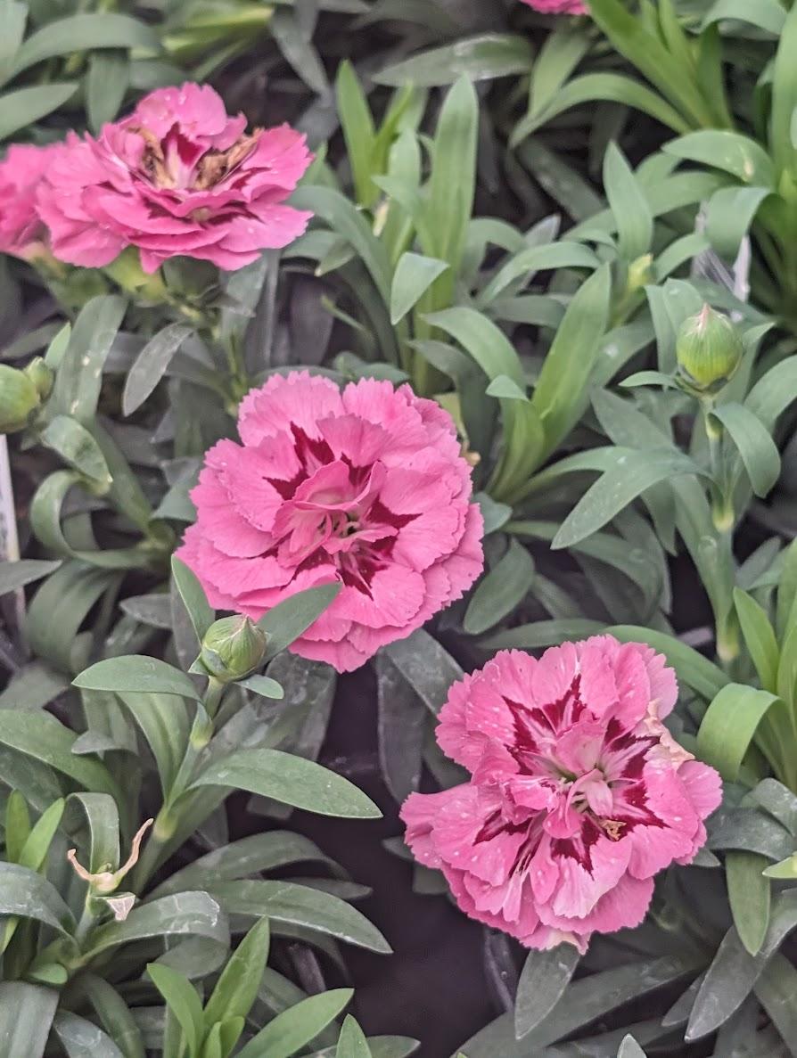 Photo of the entire plant of Carnation (Dianthus caryophyllus Oscar ...