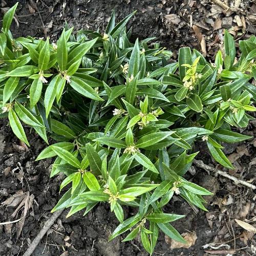 Sweetbox (Sarcococca hookeriana var. digyna Fragrant Valley™) - Garden.org