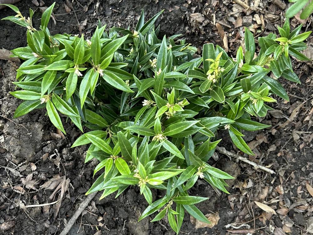 Sweetbox (Sarcococca hookeriana var. digyna Fragrant Valley™) - Garden.org