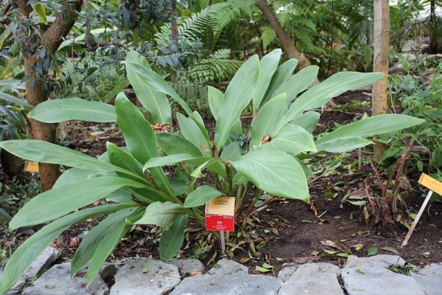 Photo of the entire plant of Ginger Lily (Hedychium muluense) posted by ...