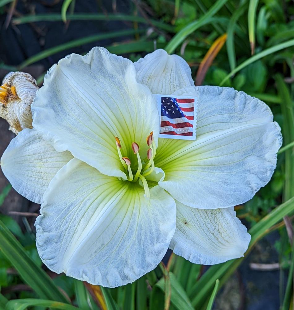 Photo of the bloom of Daylily (Hemerocallis 'Eva Ross') posted by ...