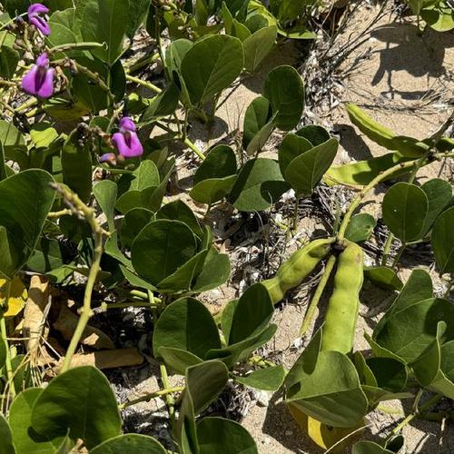 Beach Bean (Canavalia rosea) - Garden.org