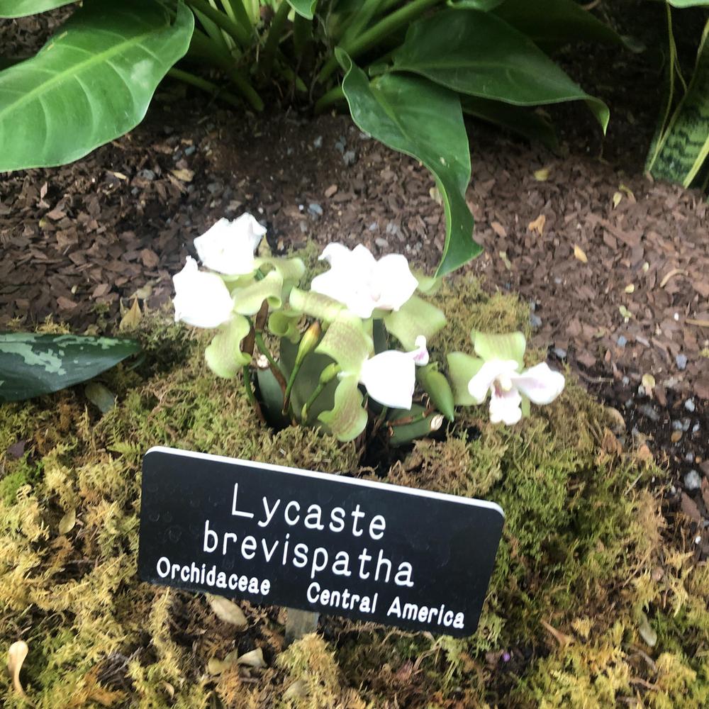 Orchid (Lycaste brevispatha) - Garden.org