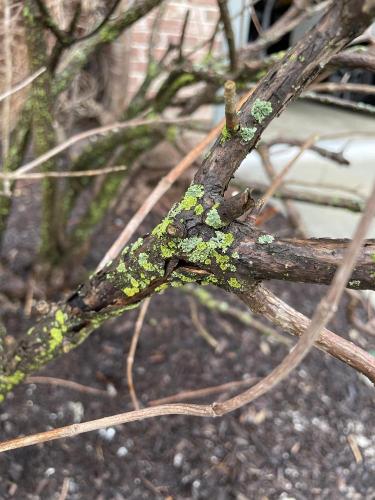 Green fungus on hydrangea stems in the Ask a Question forum - Garden.org
