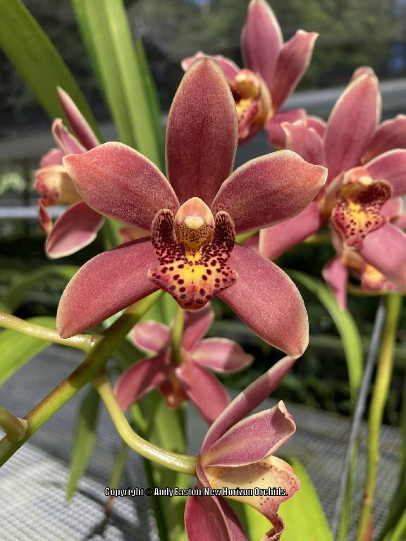 Photo of the bloom of Orchid (Cymbidium Bert Ruiter) posted by ...