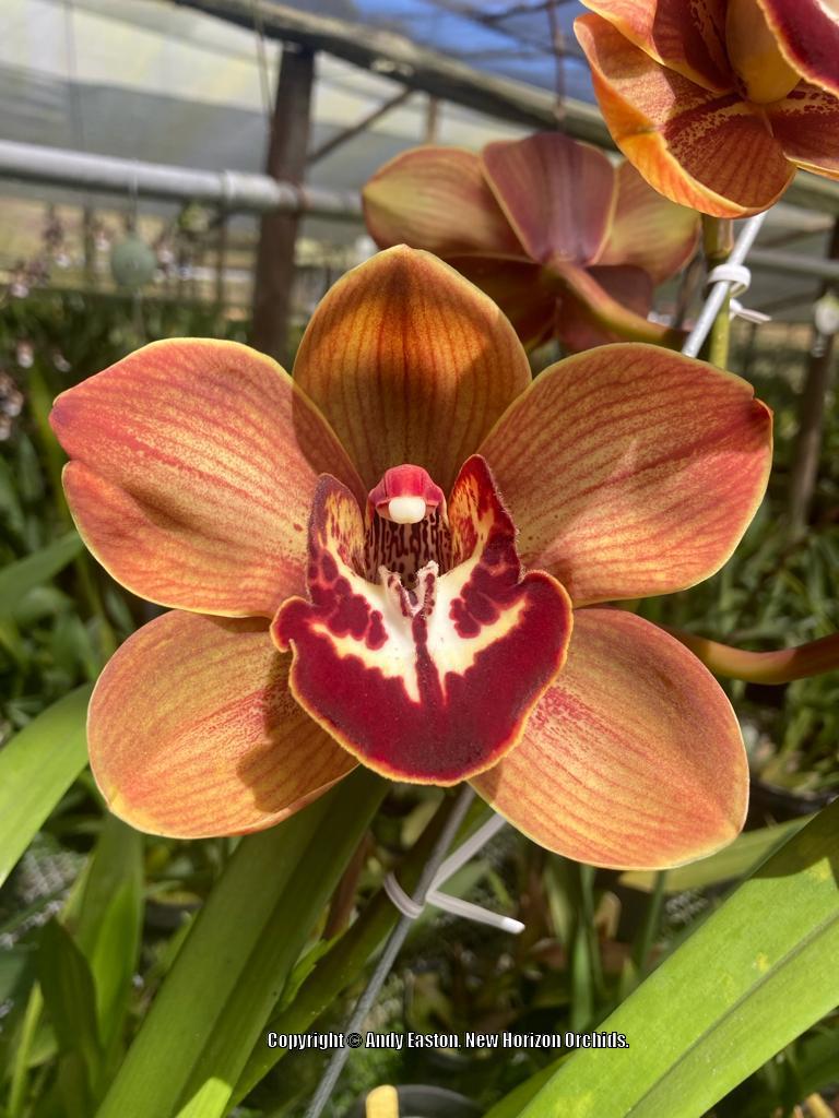 Orchid (Cymbidium Gary Cauble) - Garden.org