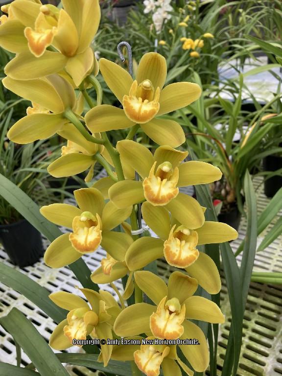 Orchid (Cymbidium Audrey Hepburn) - Garden.org