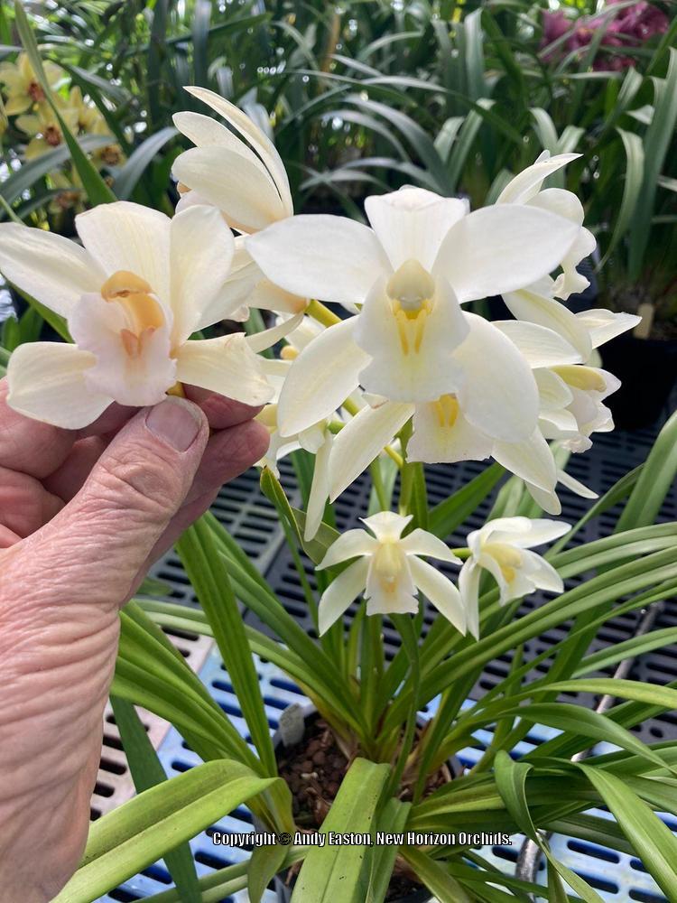 Orchid Cymbidium Dolly Sisters New Year