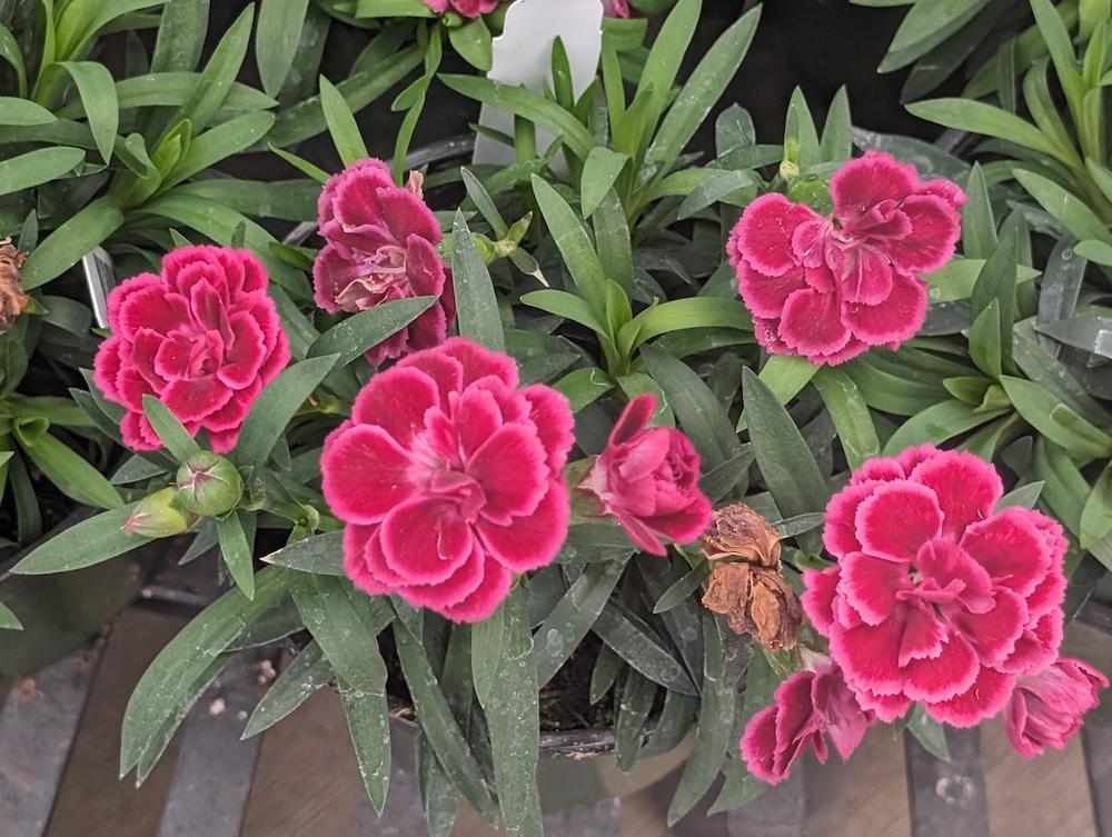Carnation (Dianthus caryophyllus Oscar® Violet+Pink) in the Dianthus ...