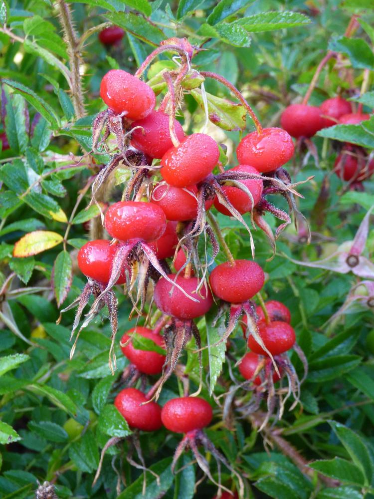 Rose (Rosa 'Corylus') in the Roses Database - Garden.org