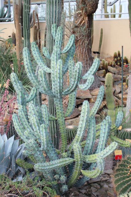 Photo of the entire plant of Cochal (Myrtillocactus cochal) posted by ...