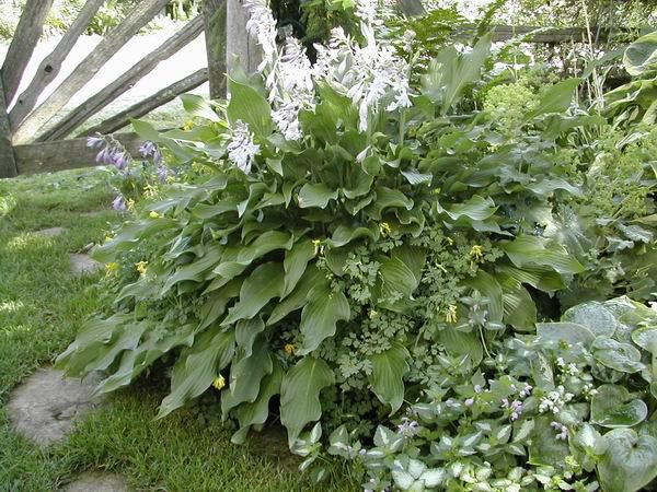 Hosta 'Pineapple Poll' in the Hostas Database - Garden.org